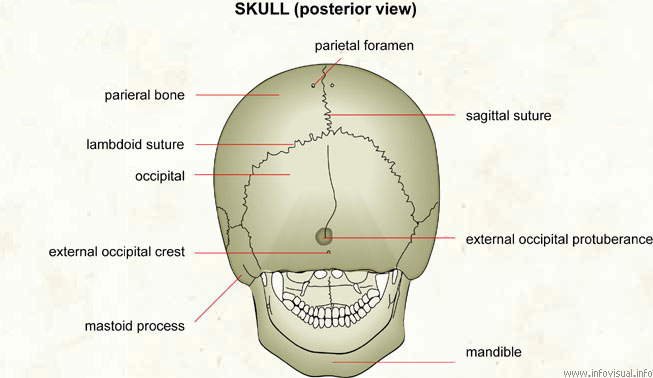 Back Of Head Skull Anatomy - Drawing Anatomy Skull Proportions - The skull is a strong, bony ...